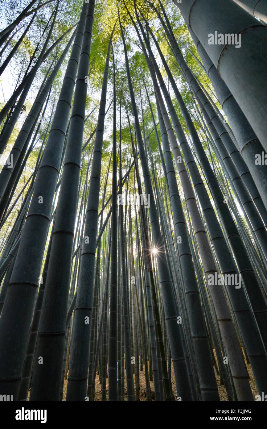 Arashiyama bamboo forest sunrise hi-res stock photography and images ...