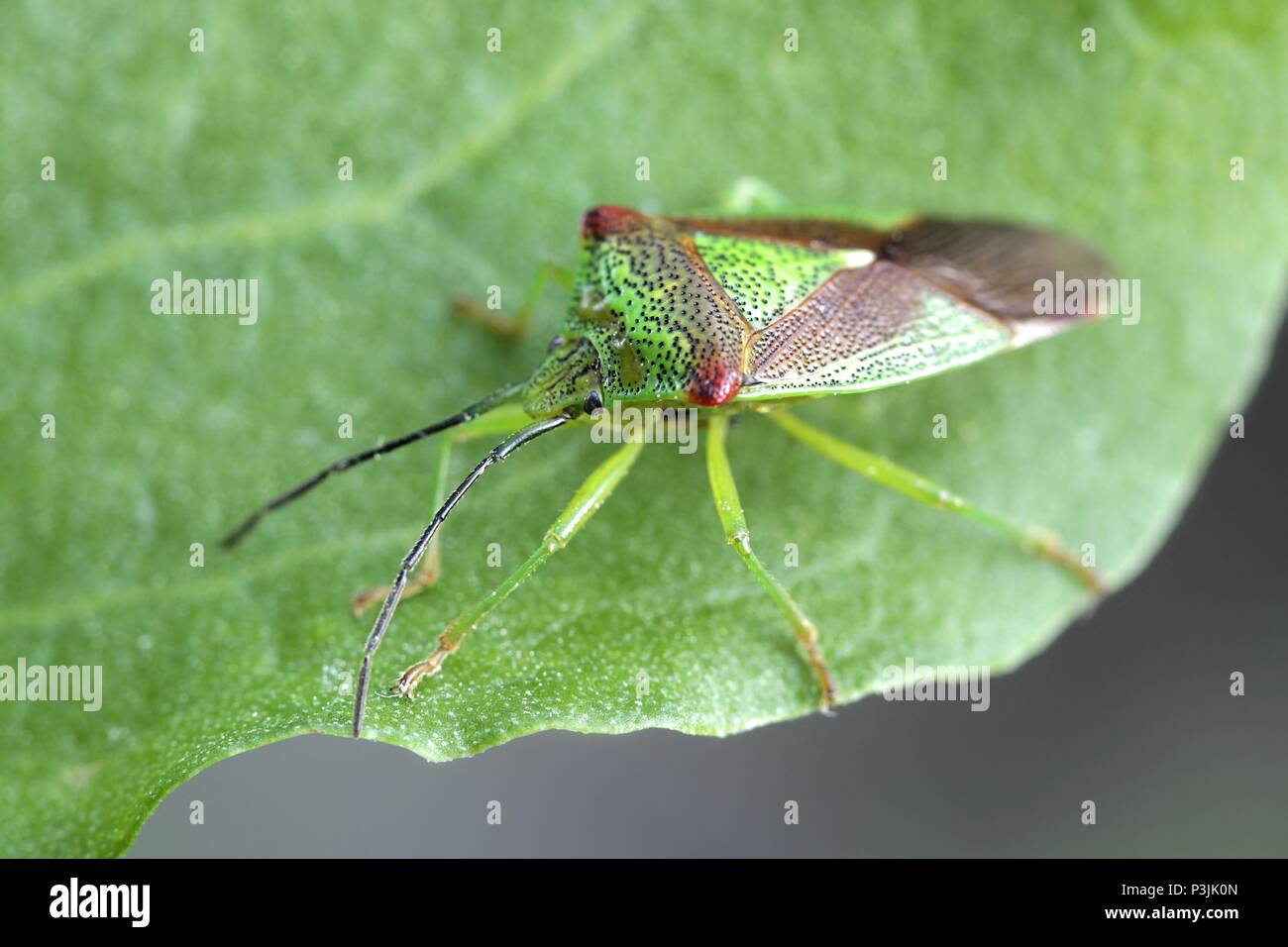 Hawthorn shield bug, Acanthosoma haemorrhoidale Stock Photo - Alamy