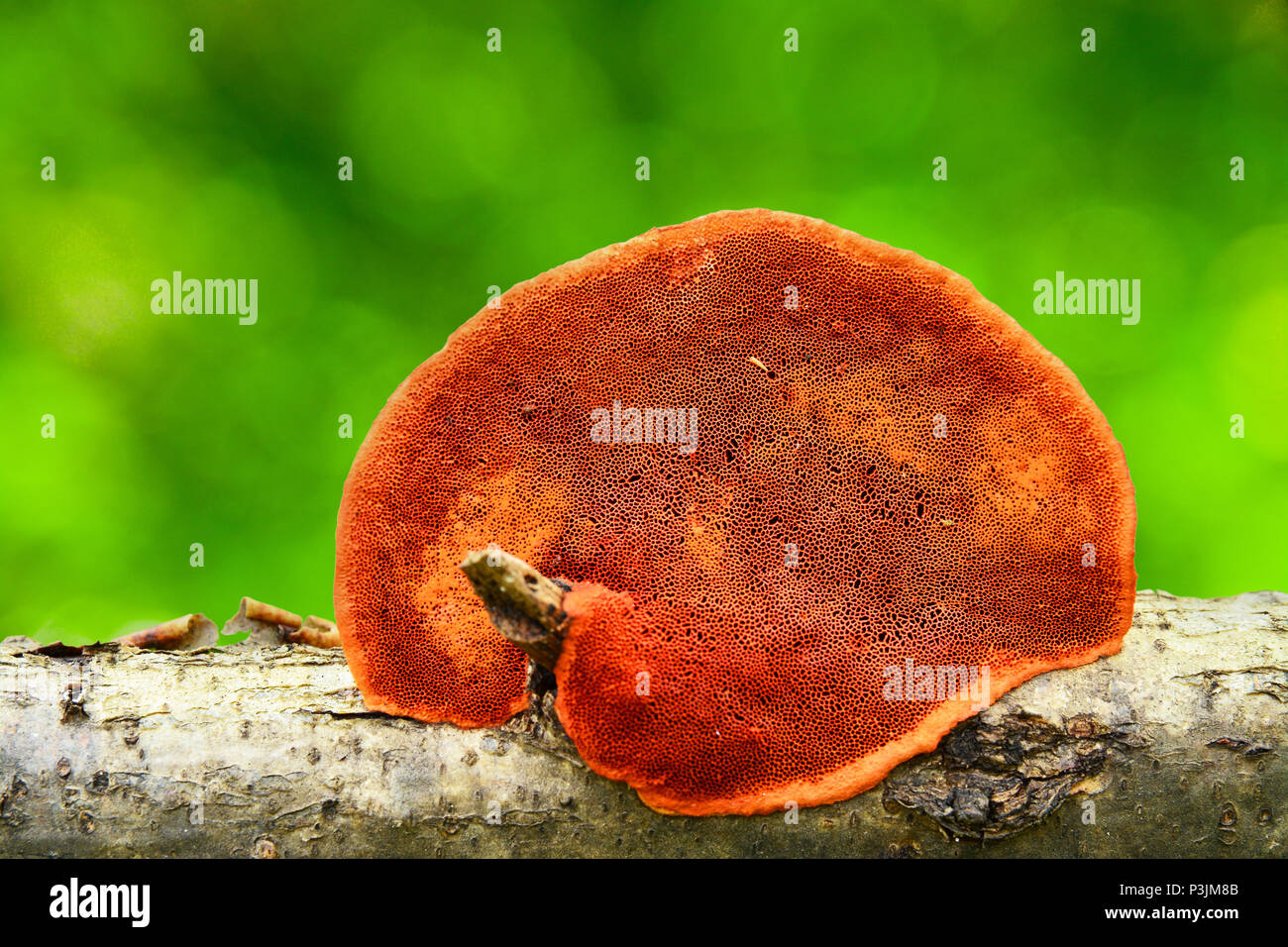 Pycnoporus cinnabarinus hi-res stock photography and images - Alamy
