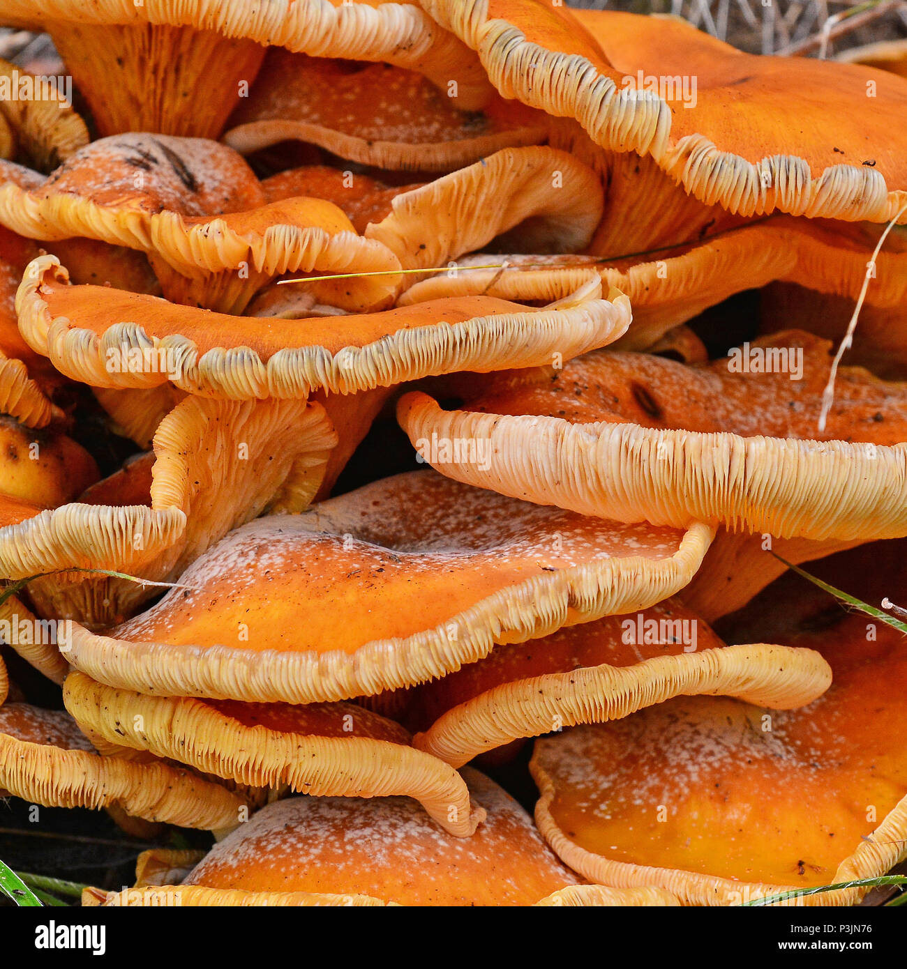 omphalotus illudens mushroom cluster detail, very poisonous Stock Photo ...