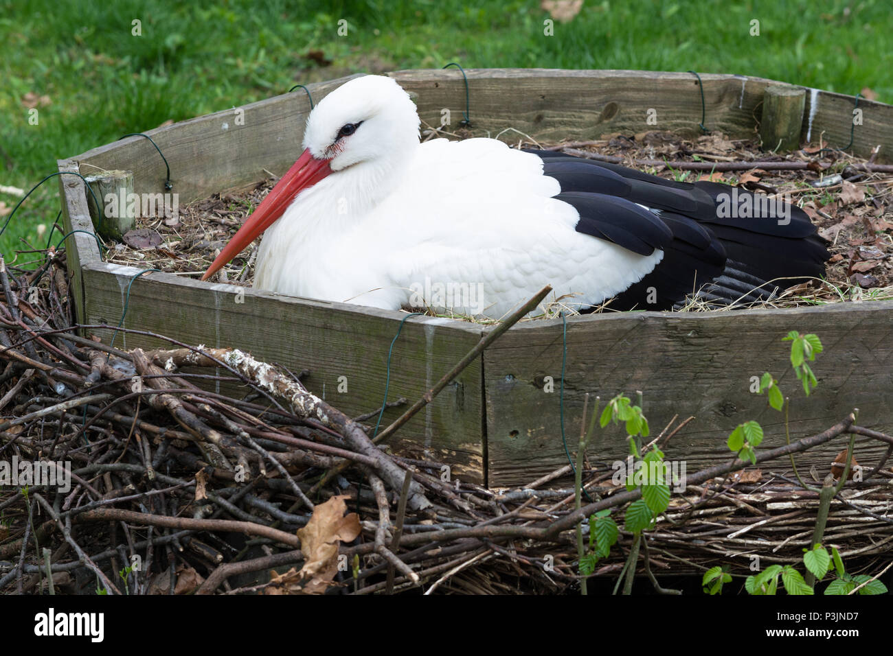 Stork lying in the nest what is on the ground Stock Photo - Alamy