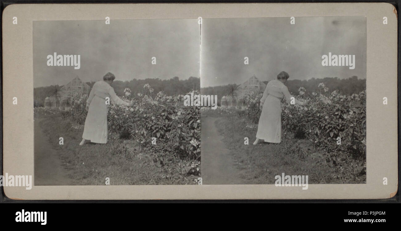 3d stereoscopic flowers hi-res stock photography and images - Alamy