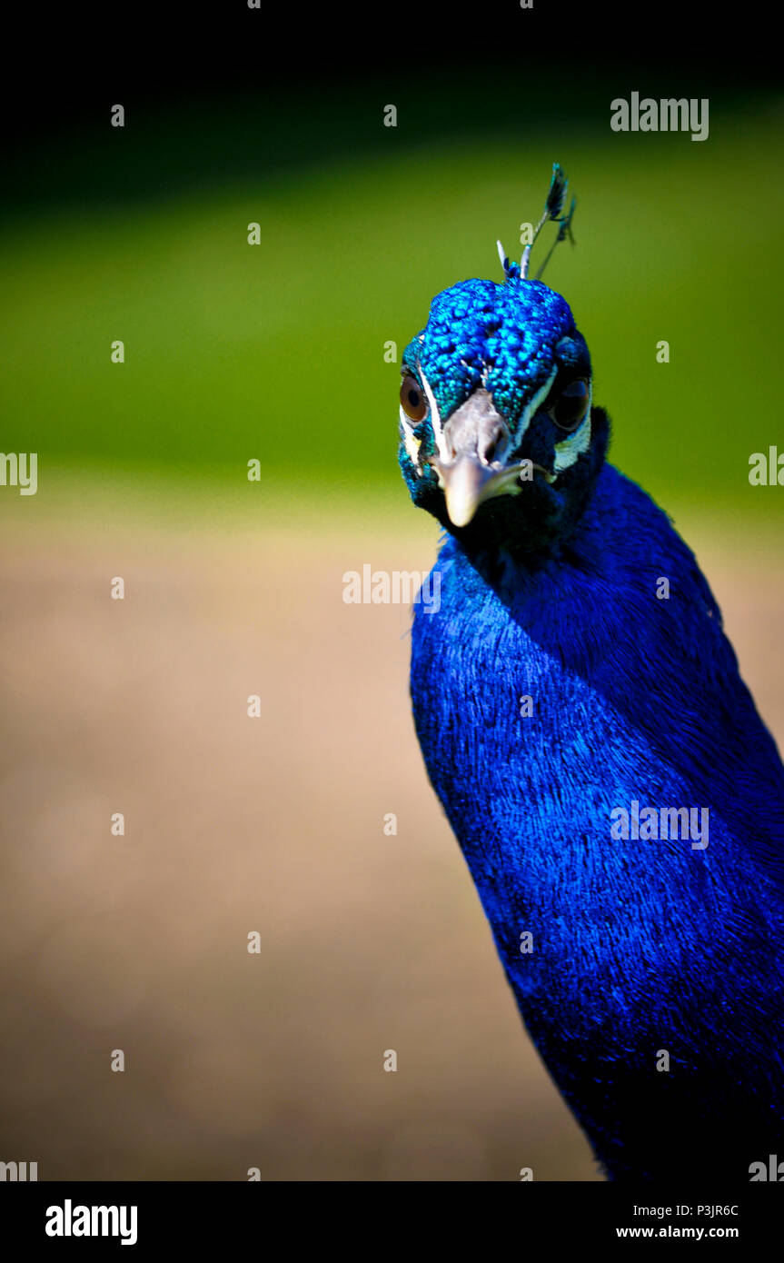 Peacock train feather display hi-res stock photography and images - Alamy