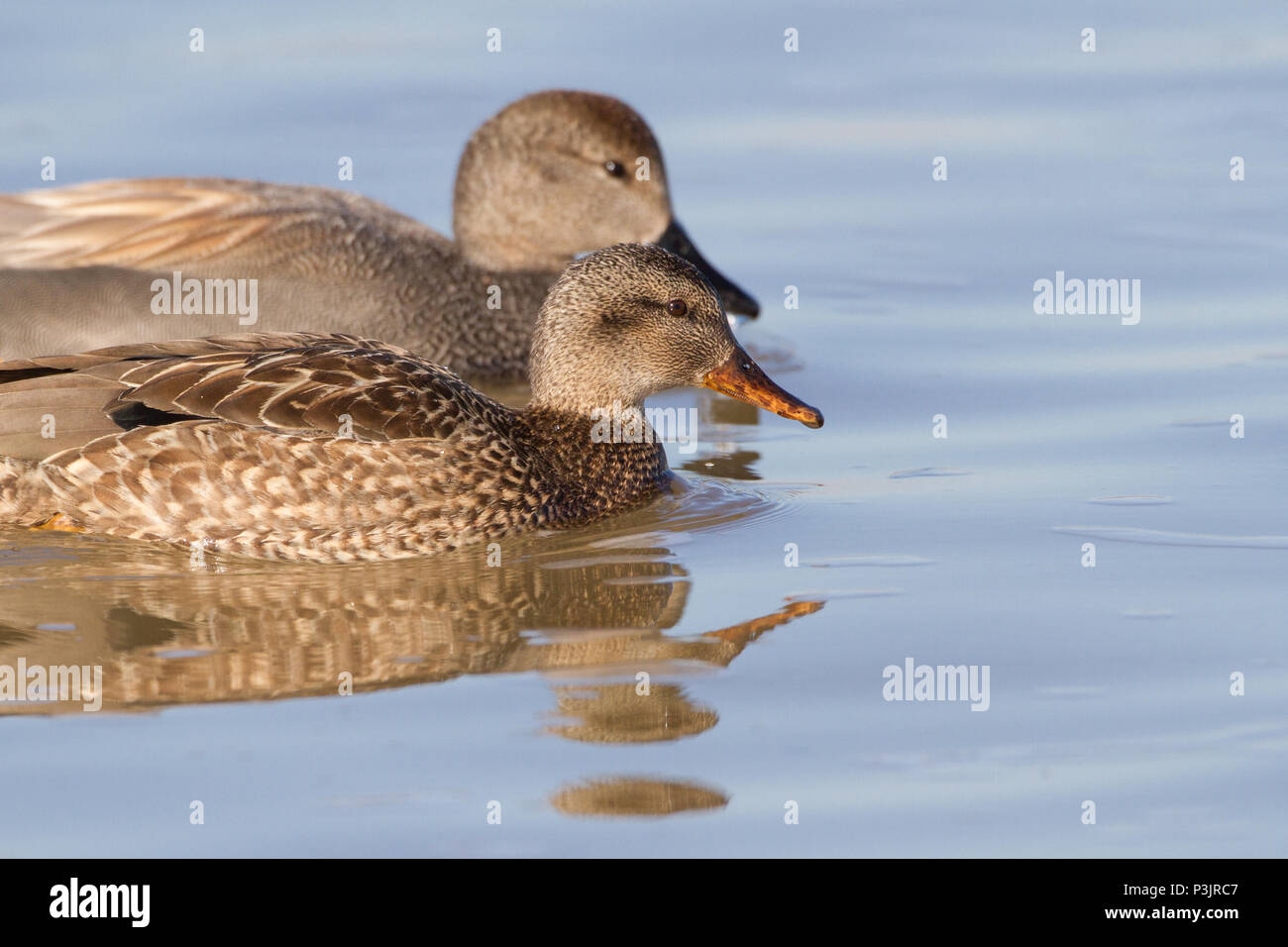 Gadwalls hi-res stock photography and images - Alamy