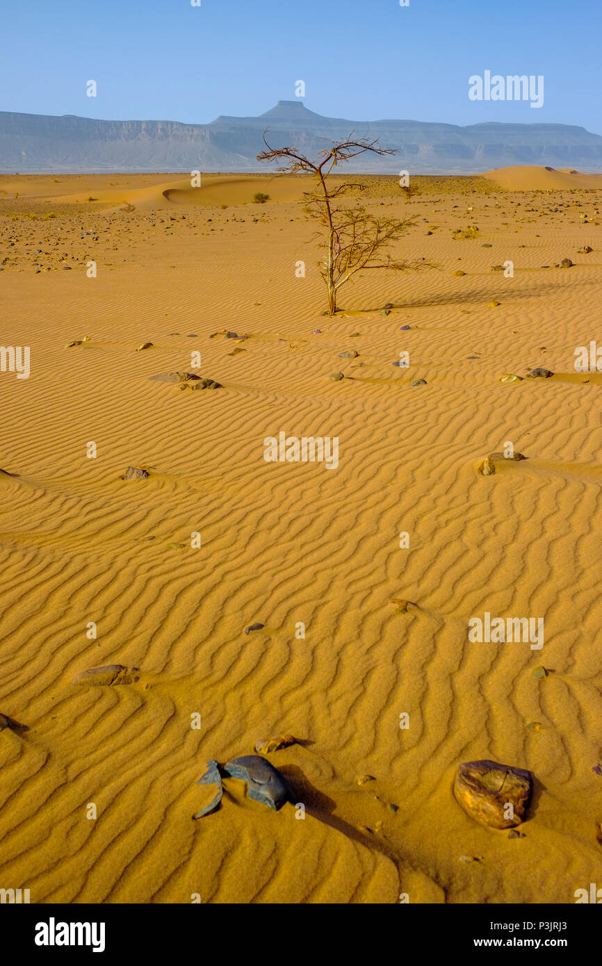 Ripples in the sand in the Moroccan desert near Foum Zguid in the south ...