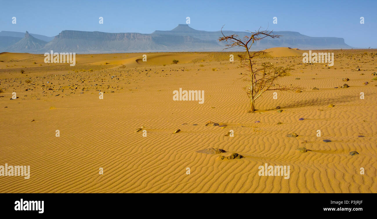Ripples in the sand in the Moroccan desert near Foum Zguid in the south ...