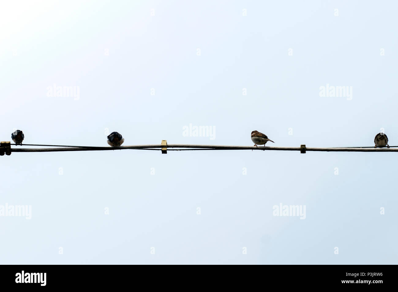 Sparrow on electric line hi-res stock photography and images - Alamy