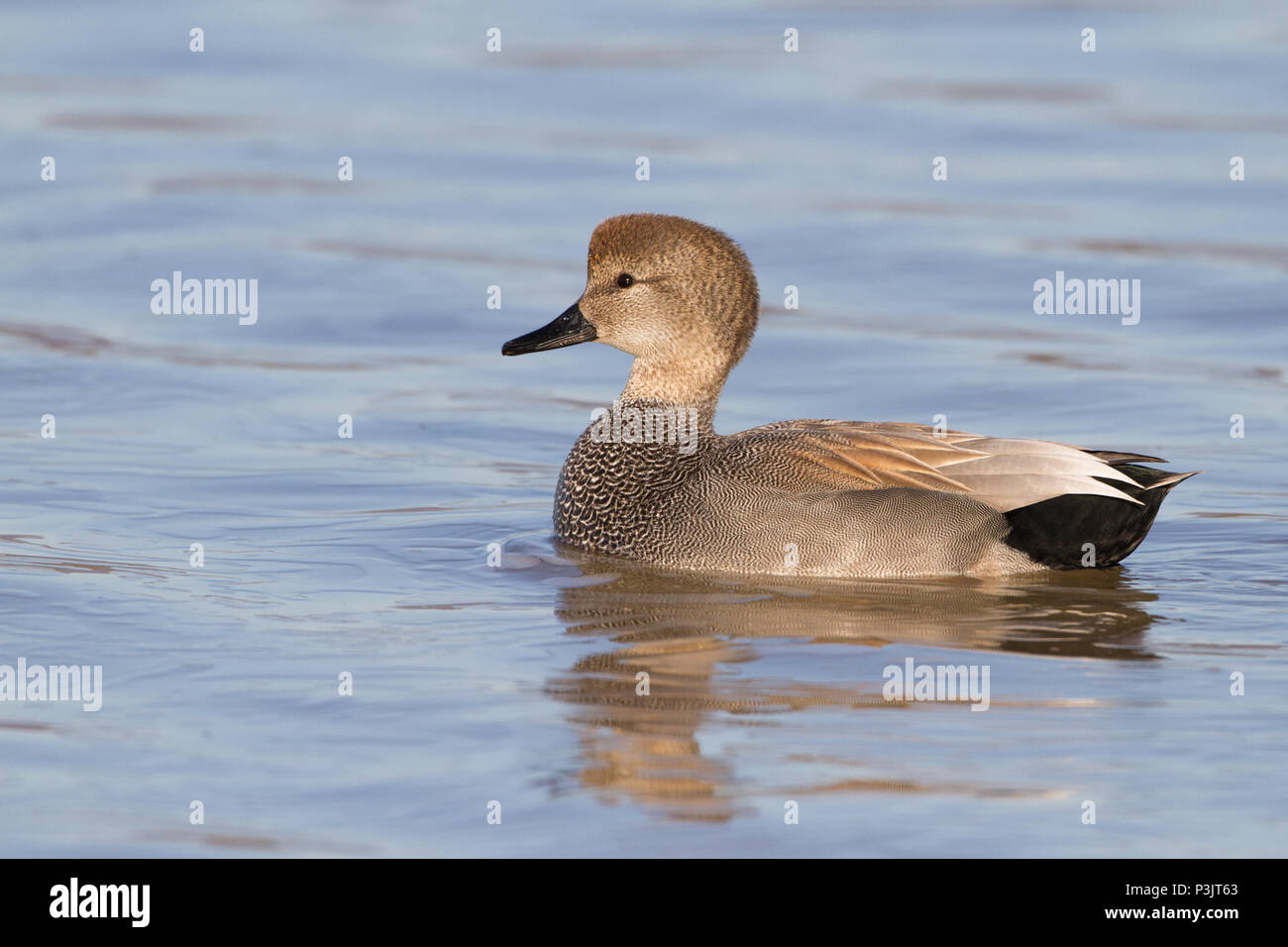 Portrait of a drake gadwall on water Stock Photo - Alamy