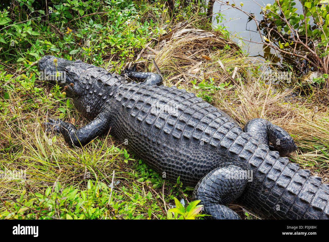 Alligator in Florida Stock Photo - Alamy