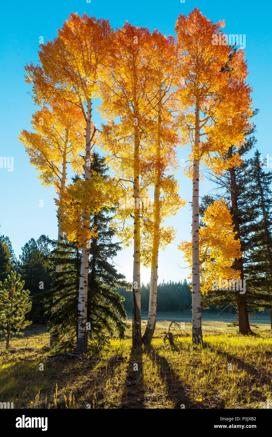 Autumn scene in yellow tones Stock Photo - Alamy