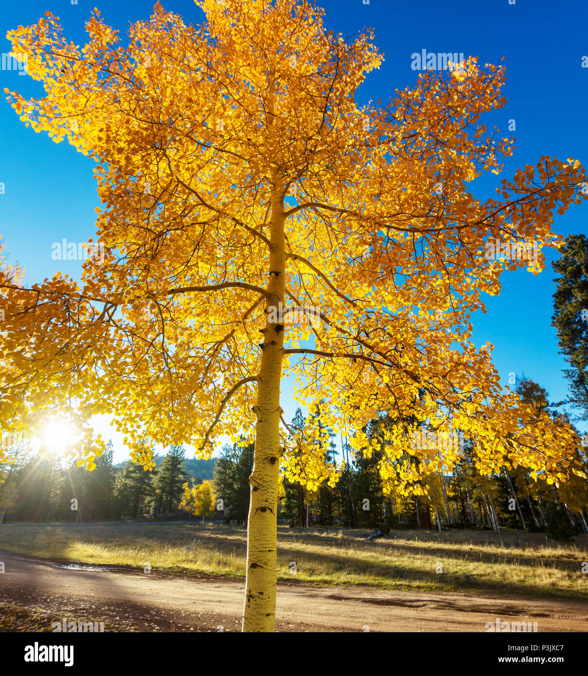 Autumn scene in yellow tones Stock Photo - Alamy