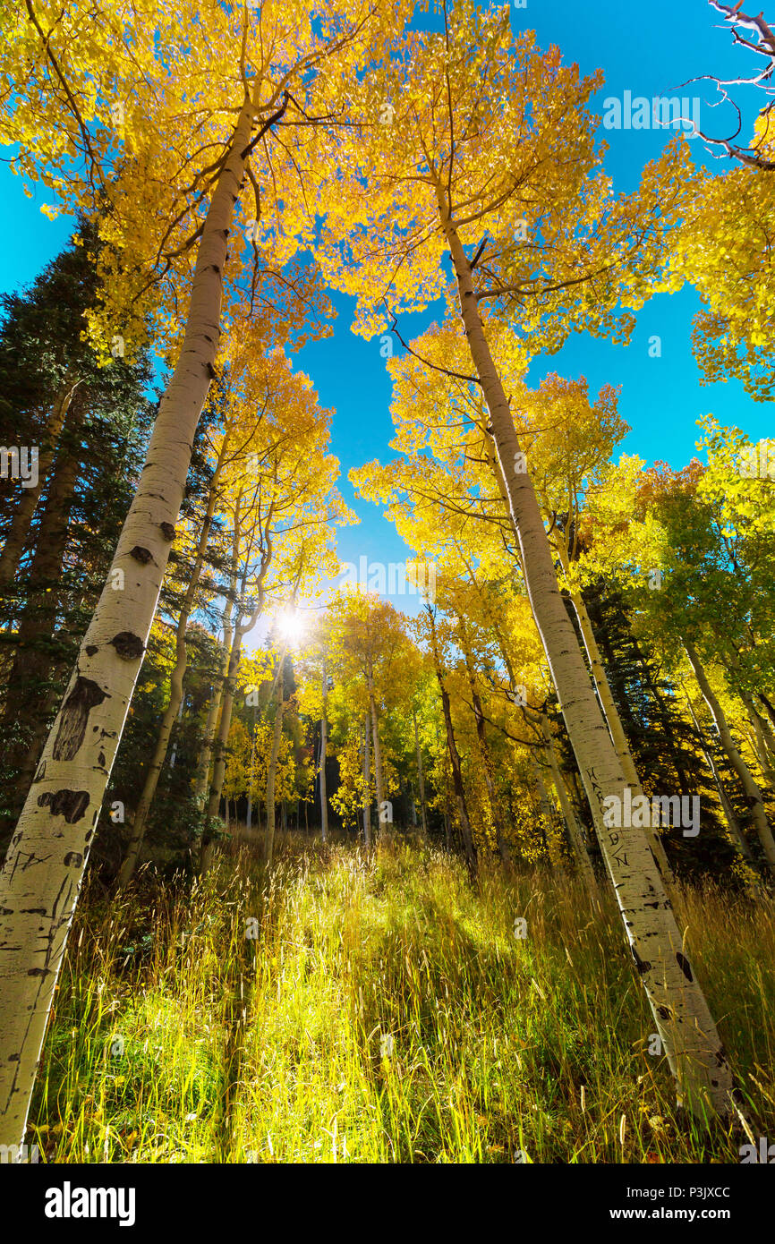 Autumn scene in yellow tones Stock Photo - Alamy