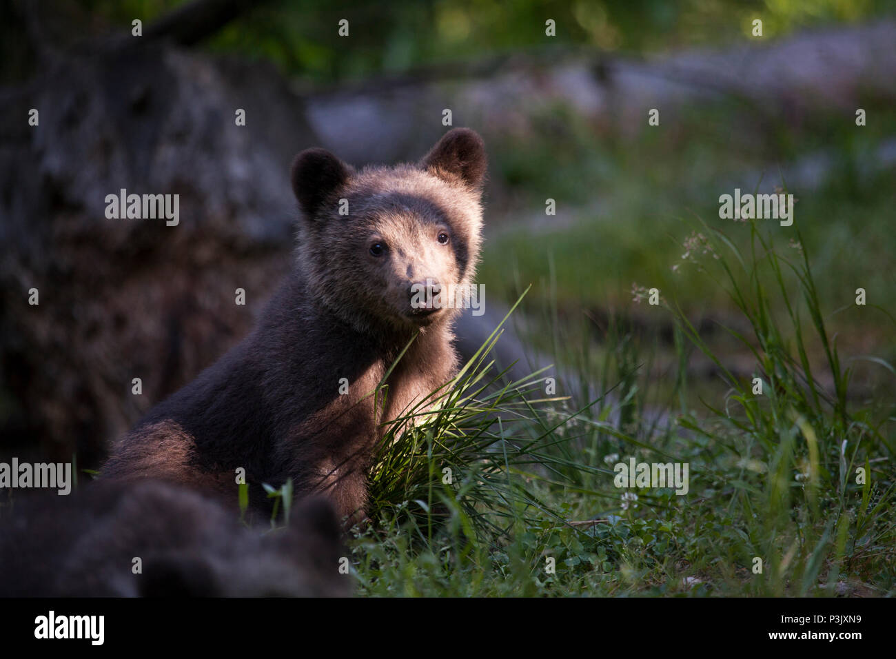 bear cub with bright light on face looking at the camera in green field ...