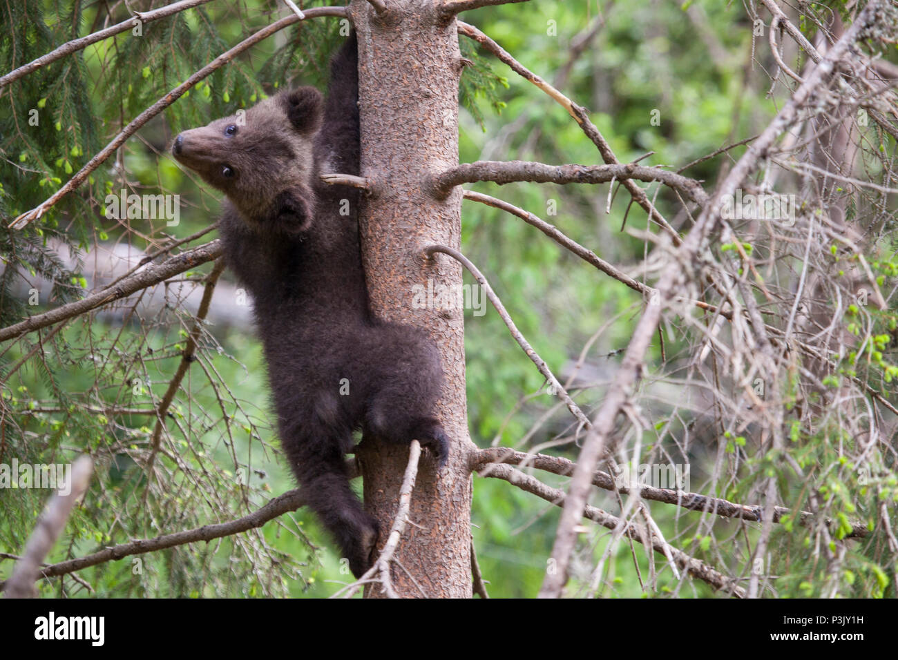 Bear cub in tree hi-res stock photography and images - Alamy