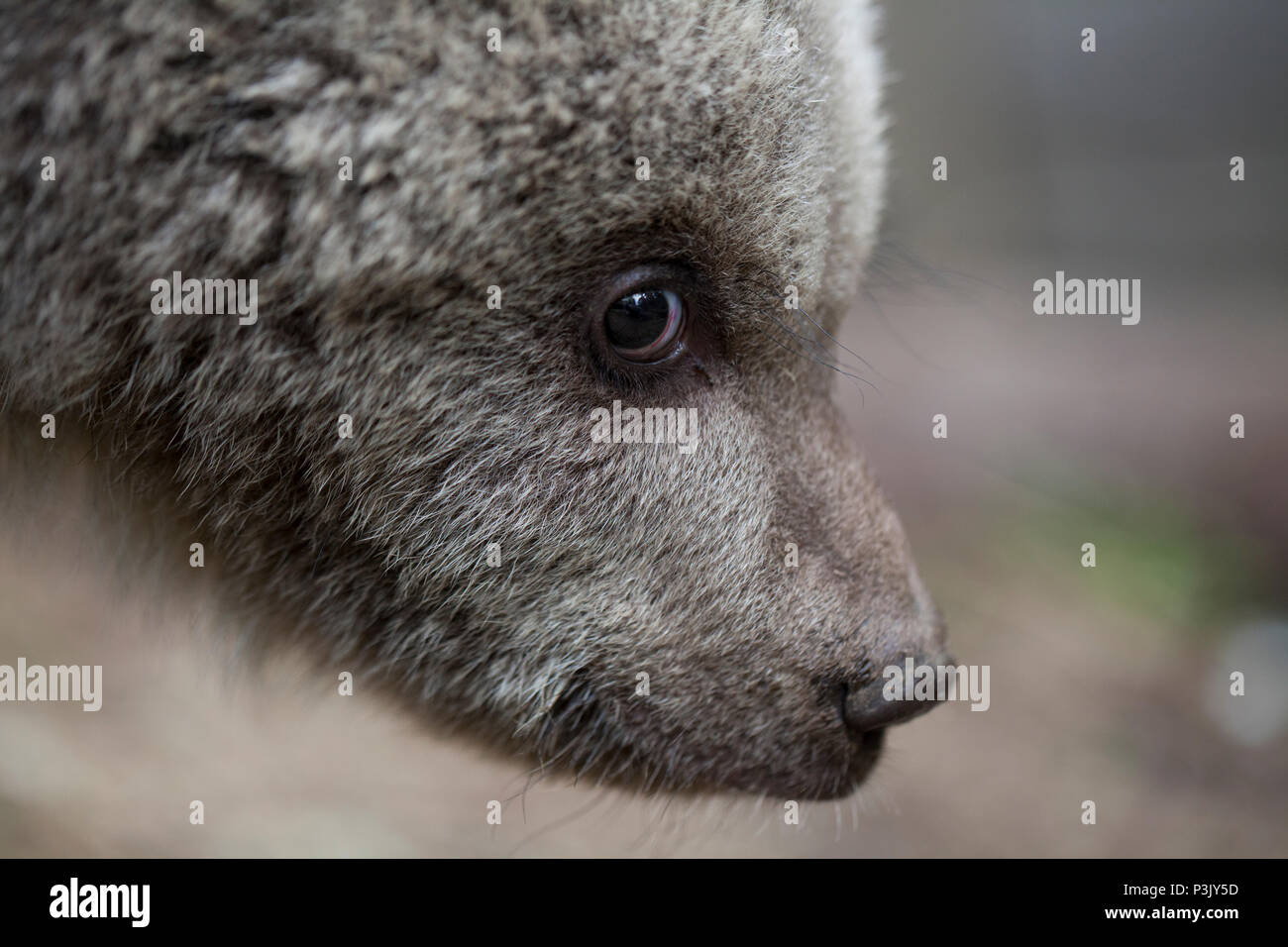 adorable baby bear cub portrait closeup macro from side Stock Photo - Alamy
