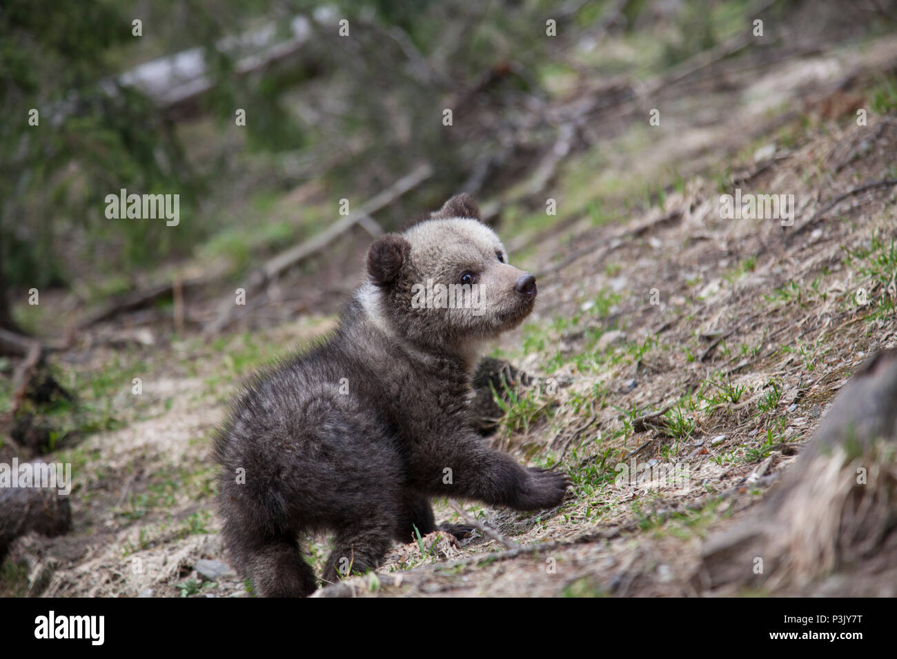 tiny bear cub alone turning around on ground in green forest floor ...