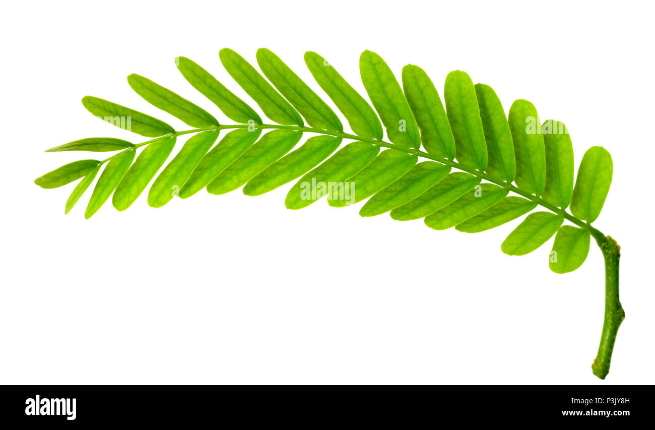 Tamarind leaf hi-res stock photography and images - Alamy