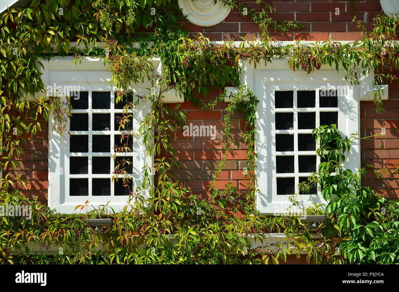 White window on green wall with climbing plant. Natural green leaf ...