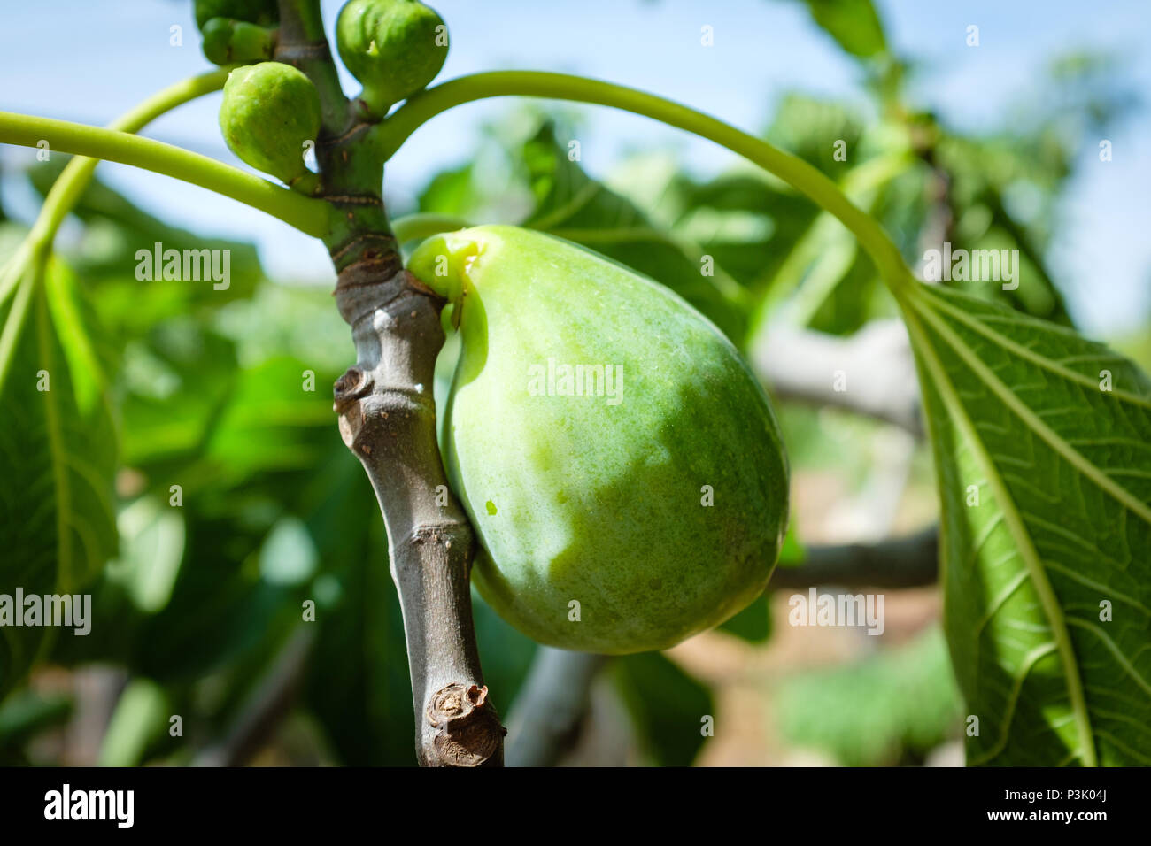 Ficus carica fig tree italy hi-res stock photography and images - Alamy