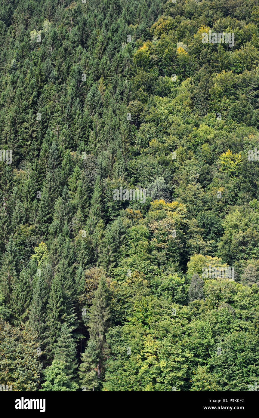 Texture of a mountain forest with many green trees. View from high ...