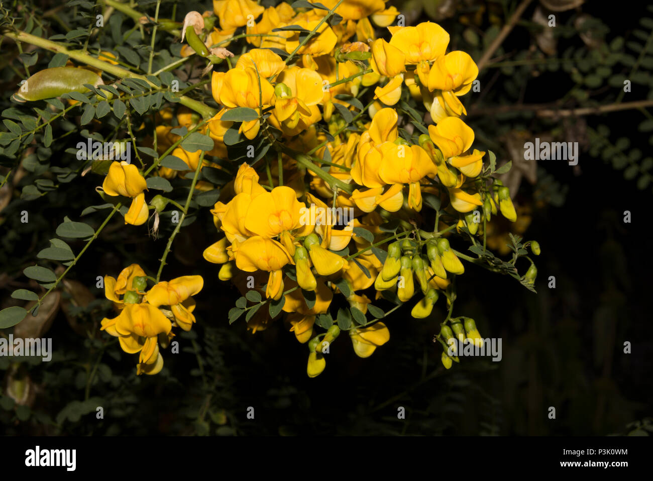 Colutea hi-res stock photography and images - Alamy