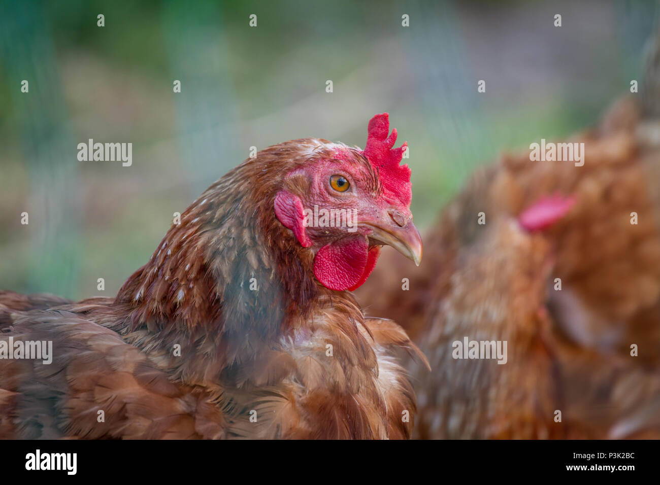 Brown free-range hybrid layer chicken Stock Photo - Alamy
