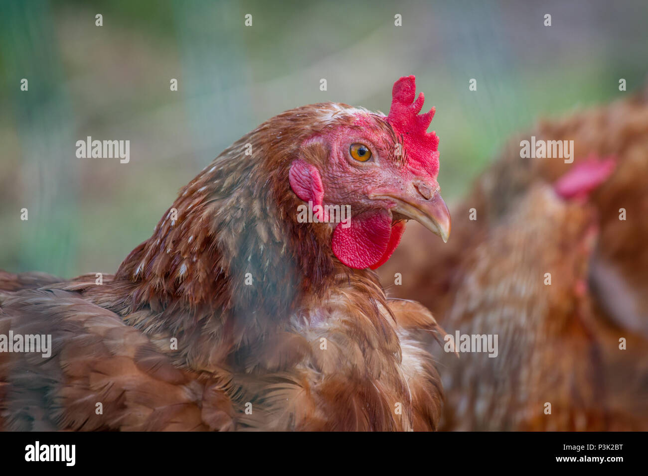 Chicken layer hi-res stock photography and images - Alamy