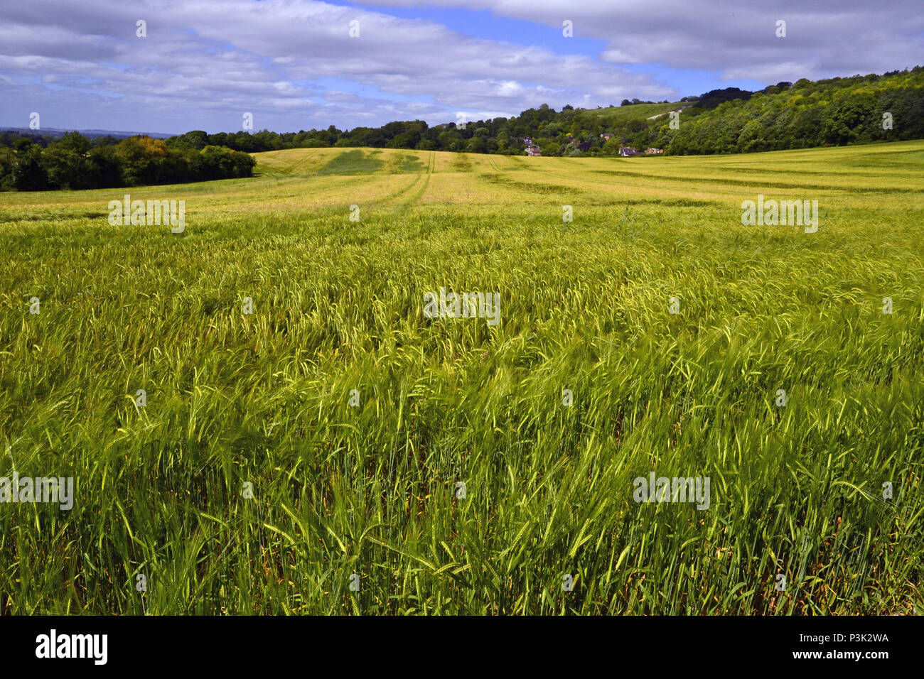 Wheat field in England, June. Brush Hill, Princes Risborough, Bucks ...