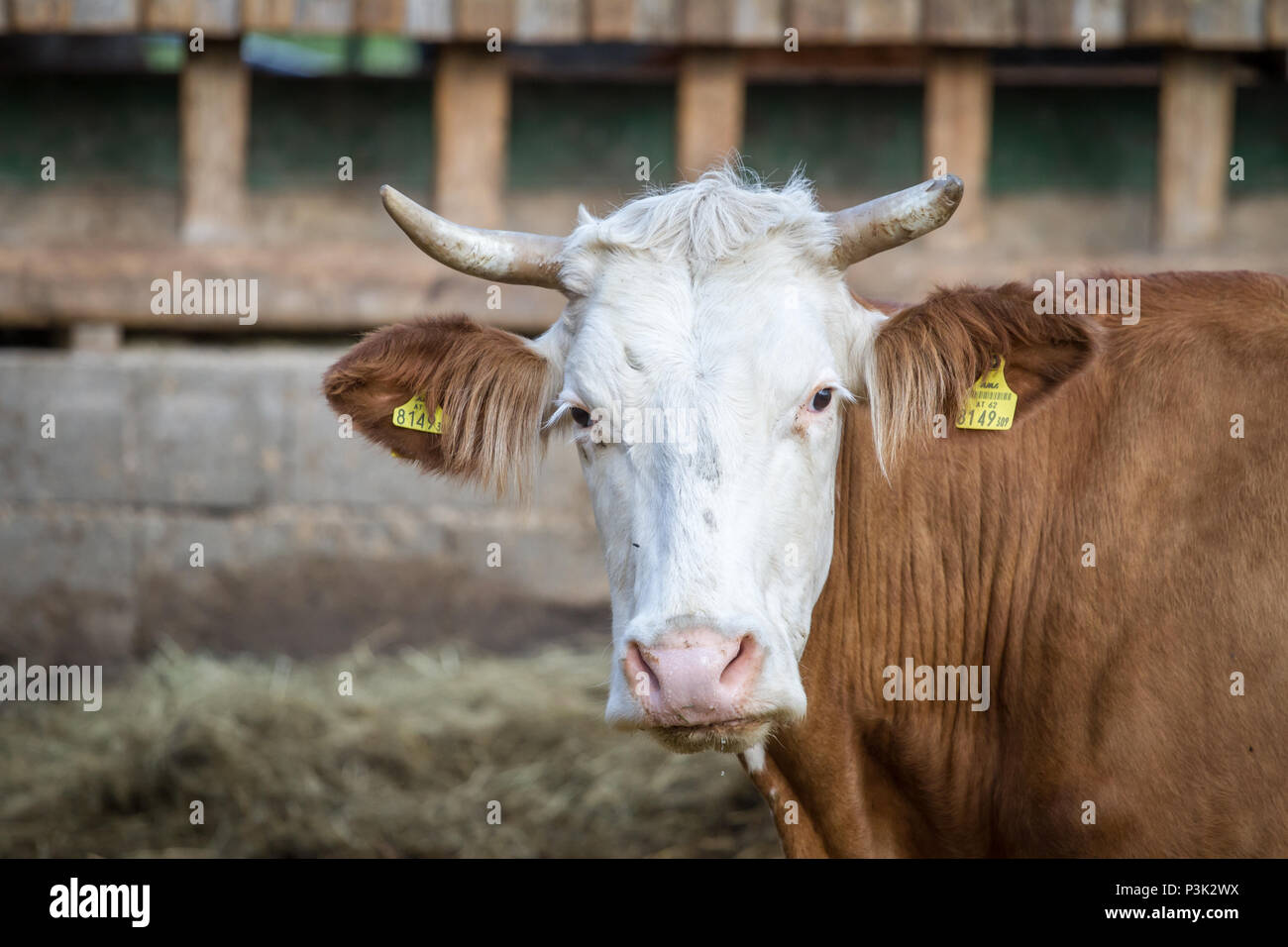 Domestic Cattle Bos High Resolution Stock Photography and Images - Alamy