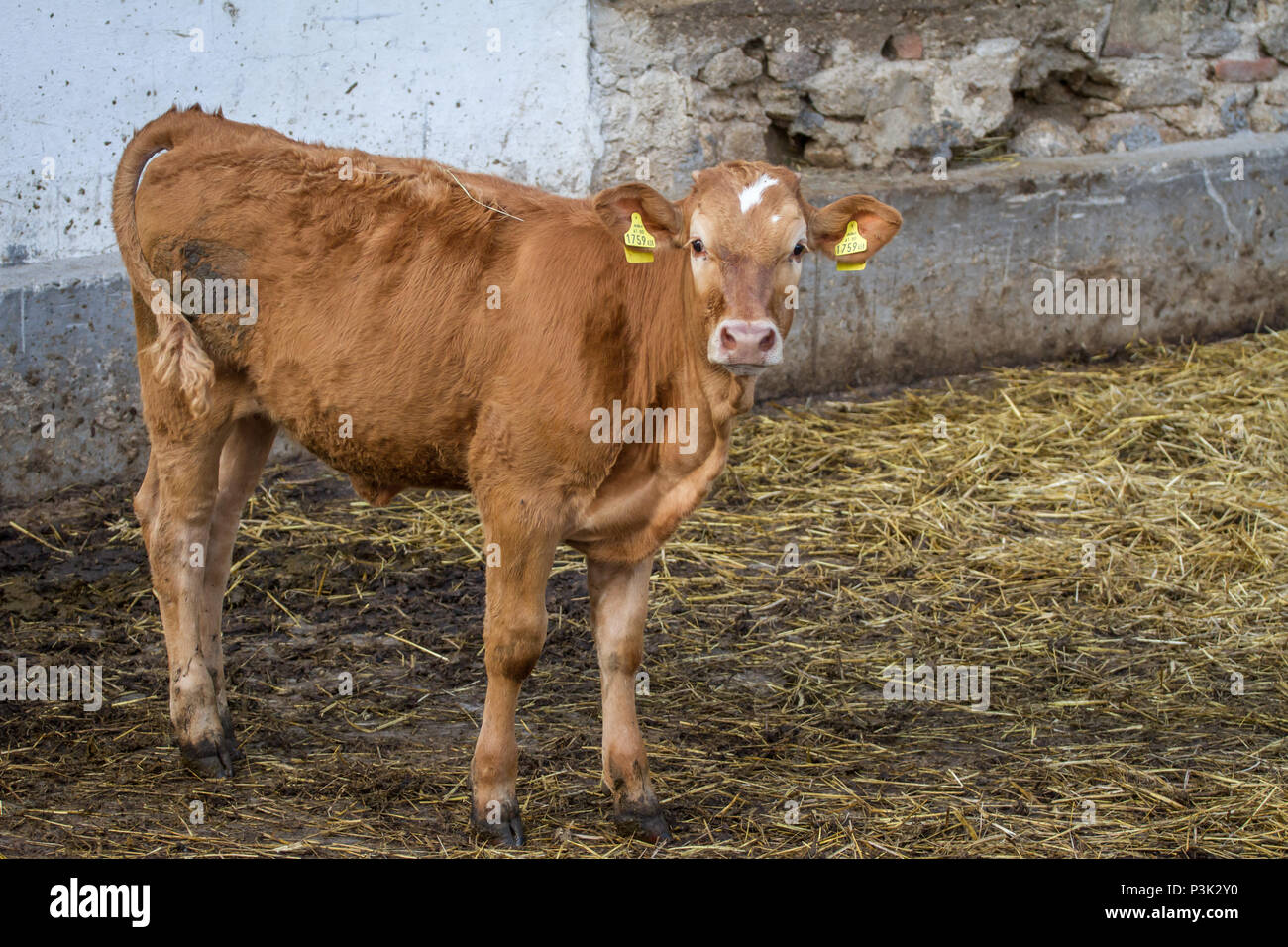 Young cattle bos primigenius hi-res stock photography and images - Alamy