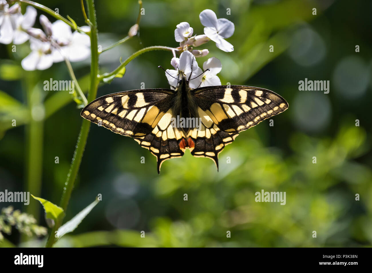 Swallowtail butterfly (Papilio machaon britannicus) feeding on sweet ...