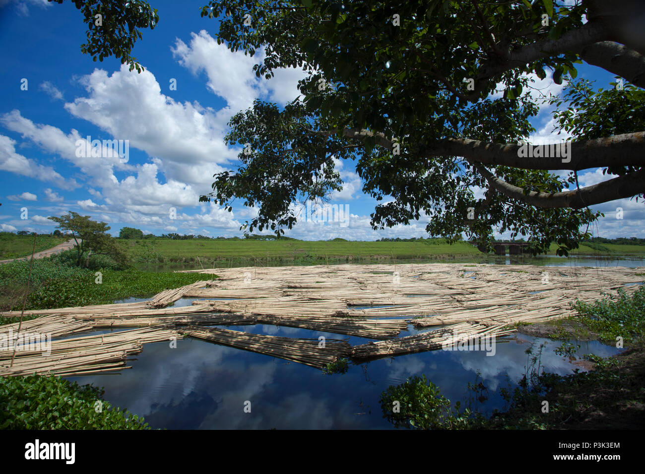 Floating bamboos on the Hakaluki Haor. Moulvibazar, Bangladesh Stock ...