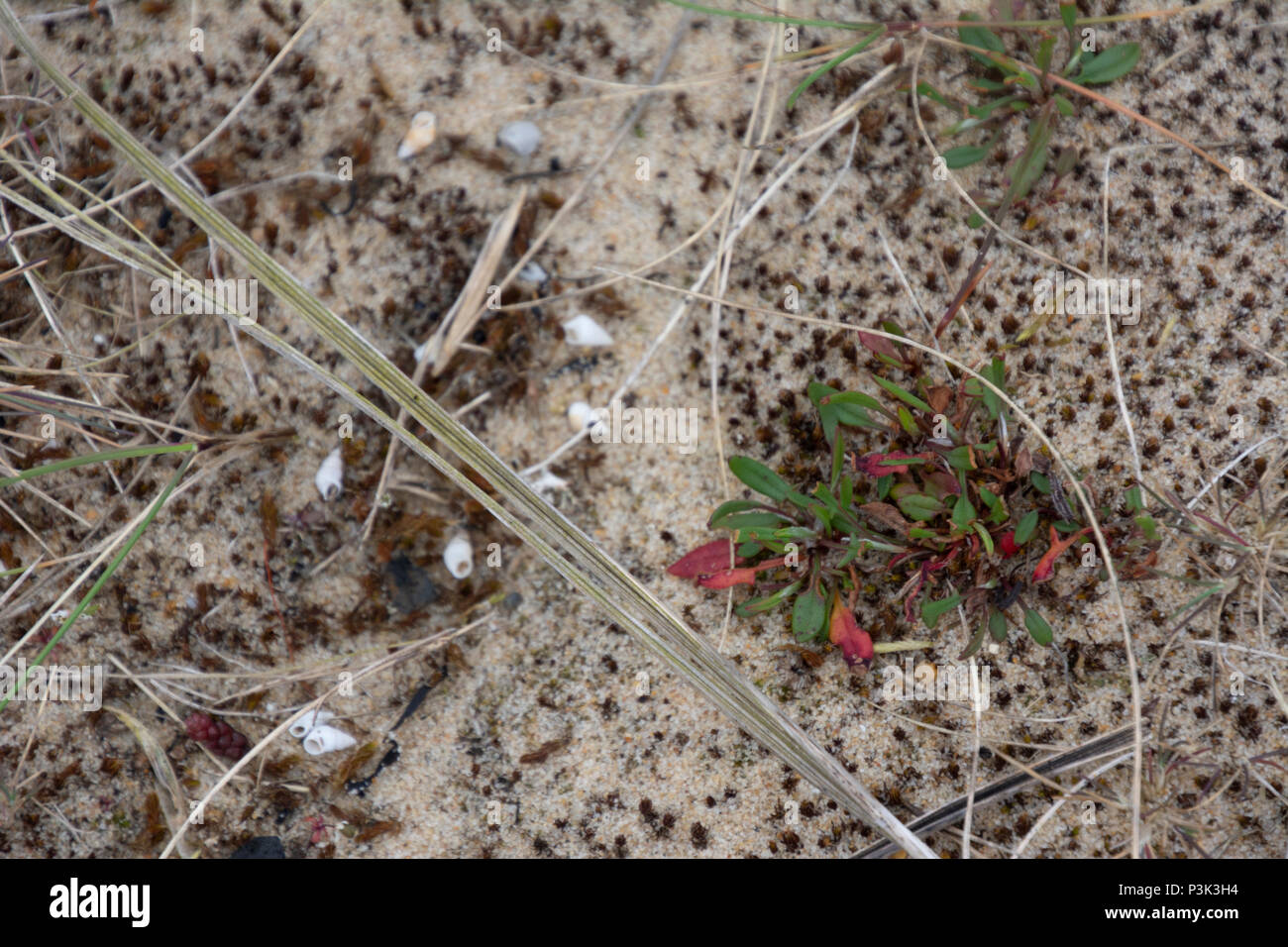 Beach - plants, shells, sand Stock Photo - Alamy