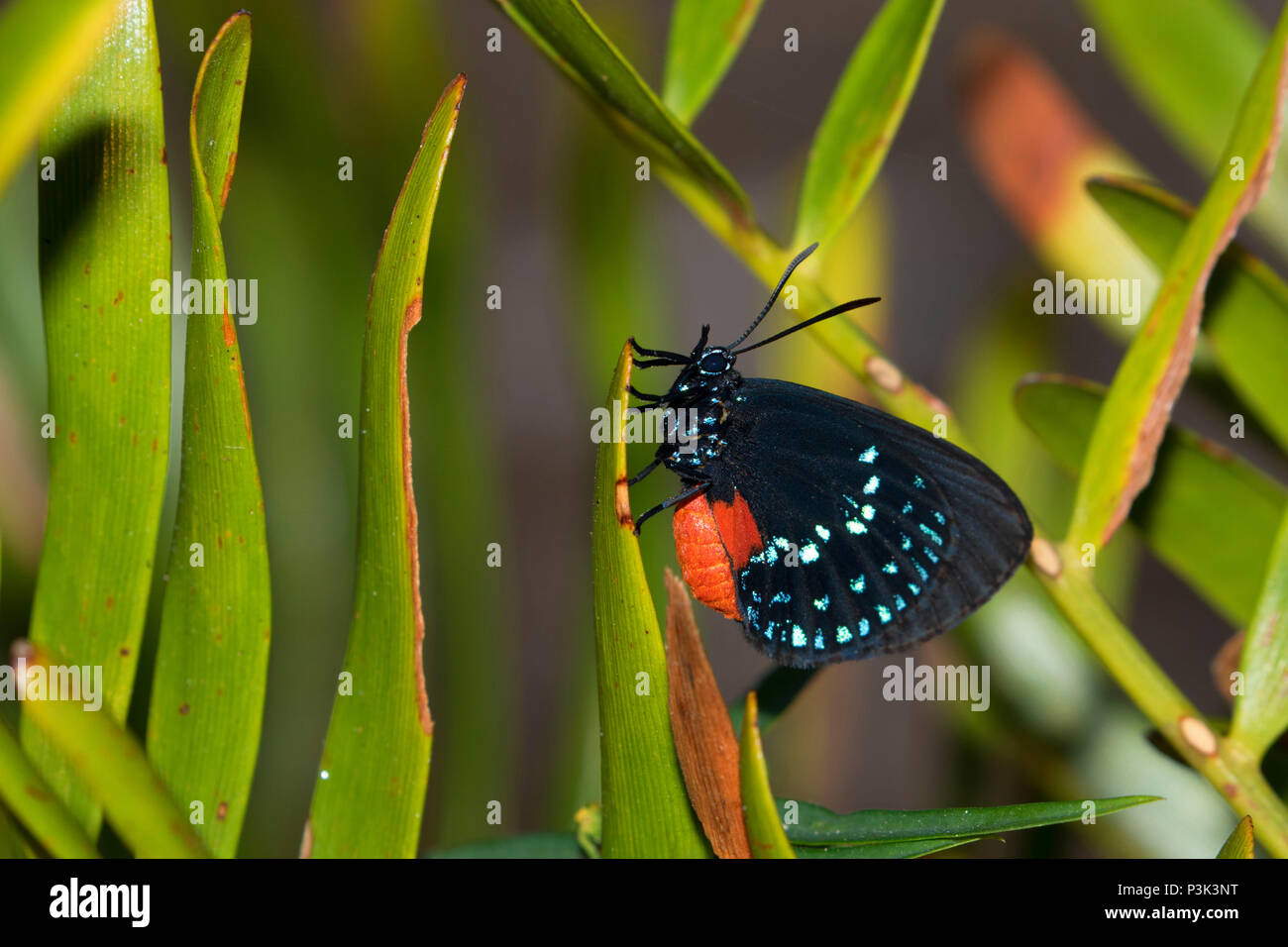Atala (Eumaeus atala), Pelican Island National Wildlife Refuge, Florida ...