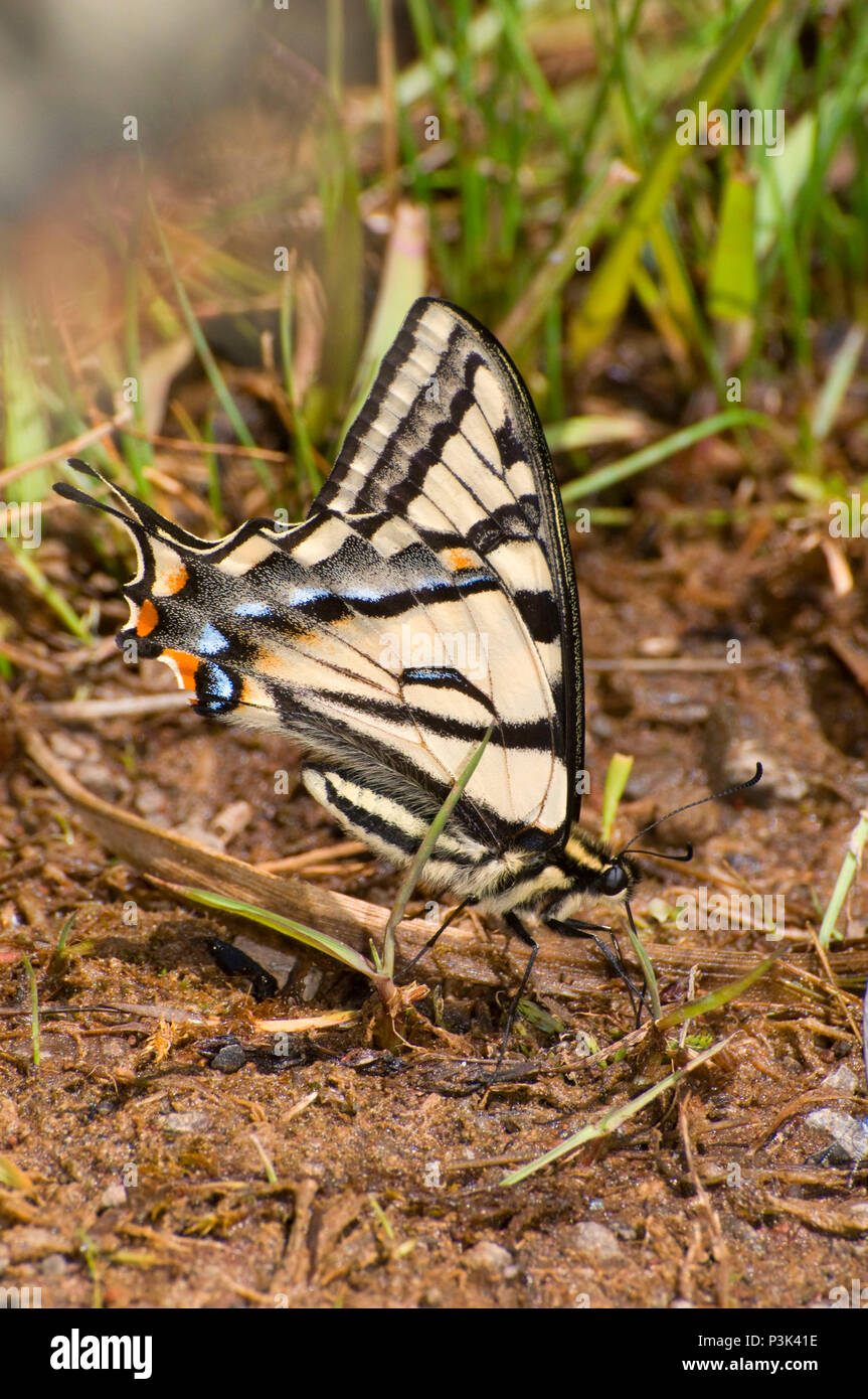 Swallowtail at Gate Creek, Mt Hood National Forest, Oregon Stock Photo ...