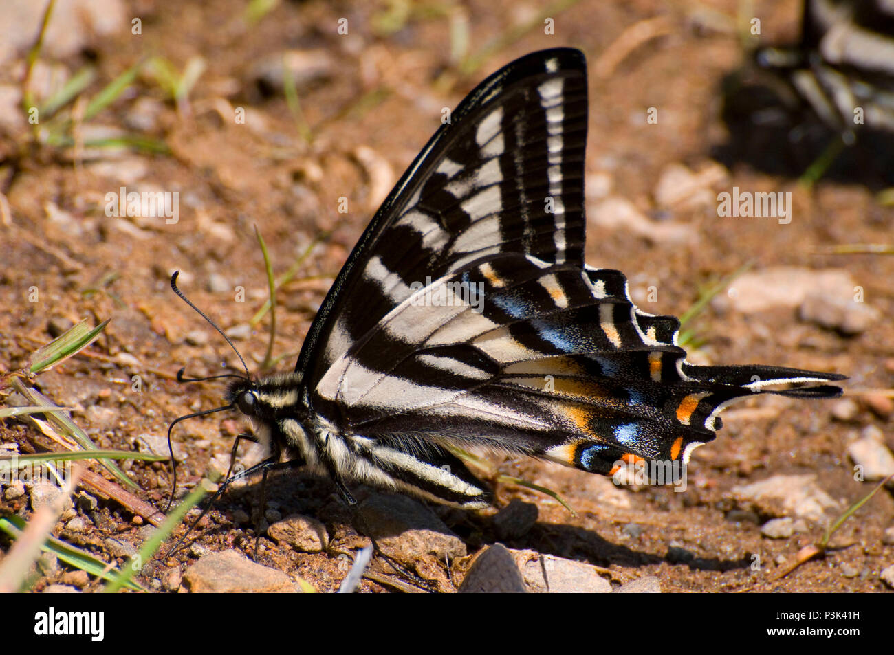 Pale swallowtail (Papilio eurymedon) at Gate Creek, Mt Hood National ...