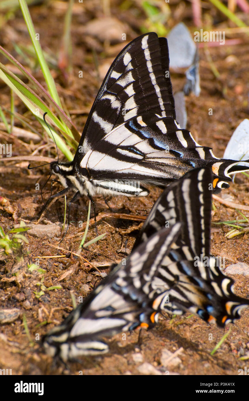 Pale Swallowtail (Papilio eurymedon) at Gate Creek, Mt Hood National ...