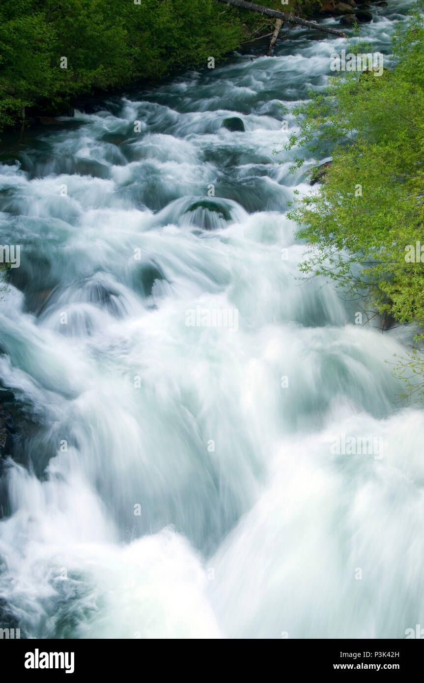 Roaring Wild and Scenic River, Mt Hood National Forest, Oregon Stock ...