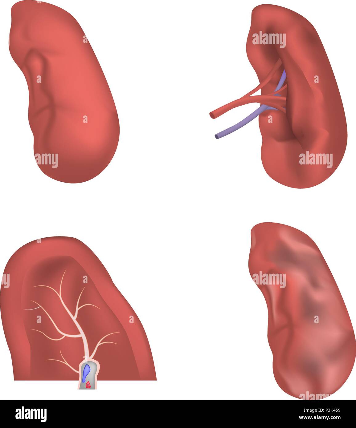 Spleen cell Stock Vector Images - Alamy
