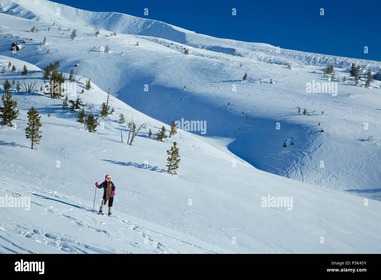 Timberline forest hi-res stock photography and images - Alamy