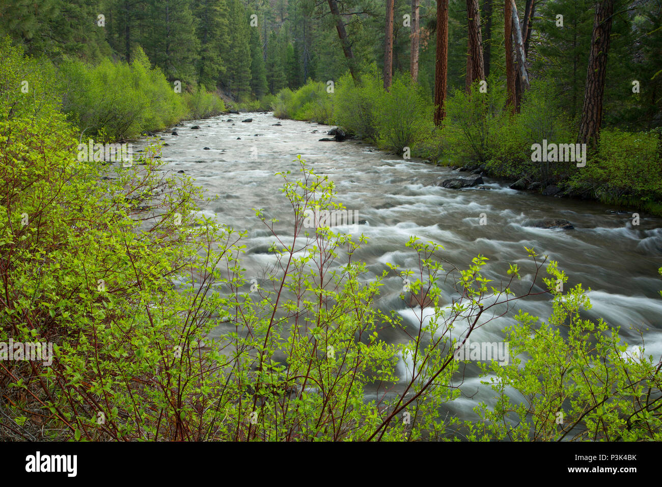 Malheur forest oregon hi-res stock photography and images - Alamy
