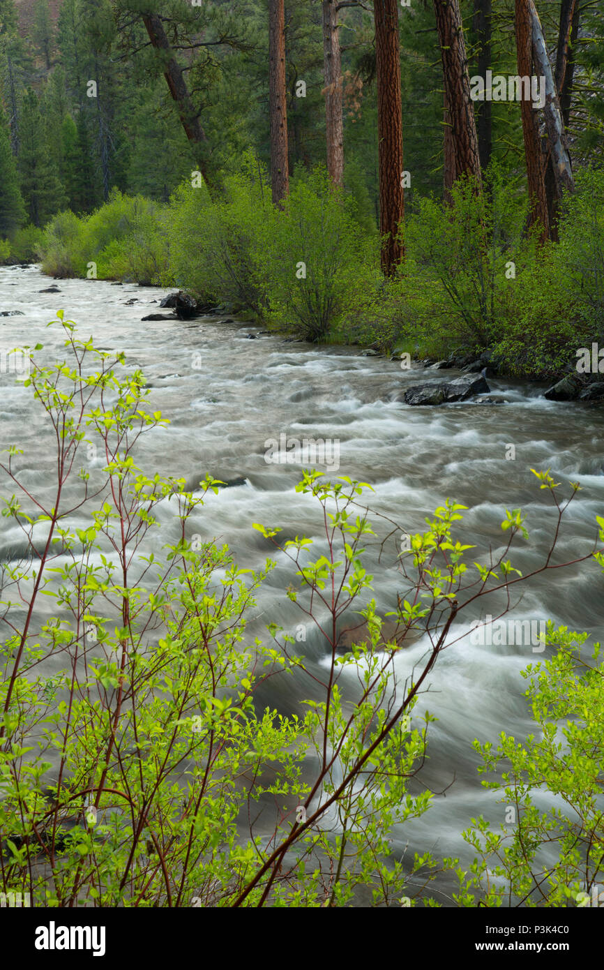 Malheur Wild and Scenic River, Malheur National Forest, Oregon Stock ...