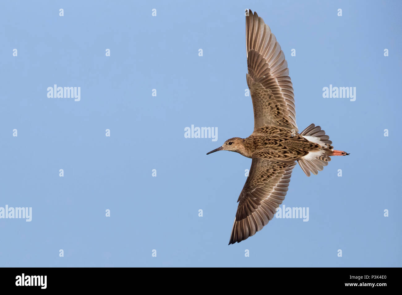 Ruff (Philomachus pugnax), adult in flight Stock Photo - Alamy