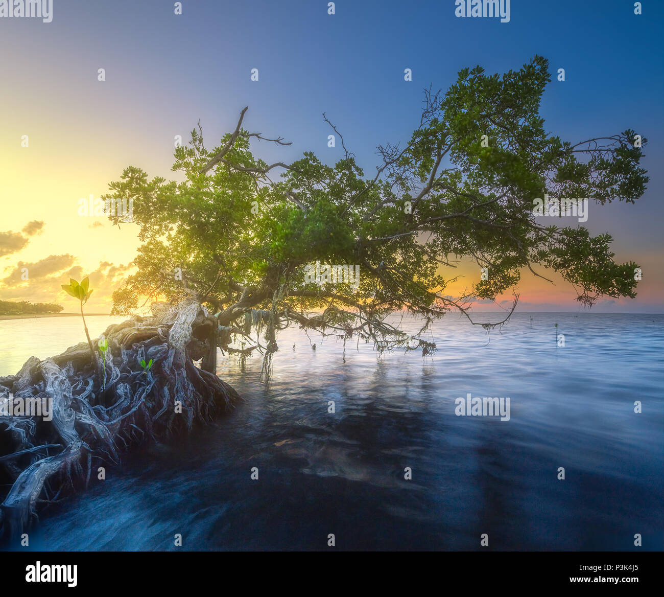 Tree over the water and coast of Borneo beach Stock Photo - Alamy