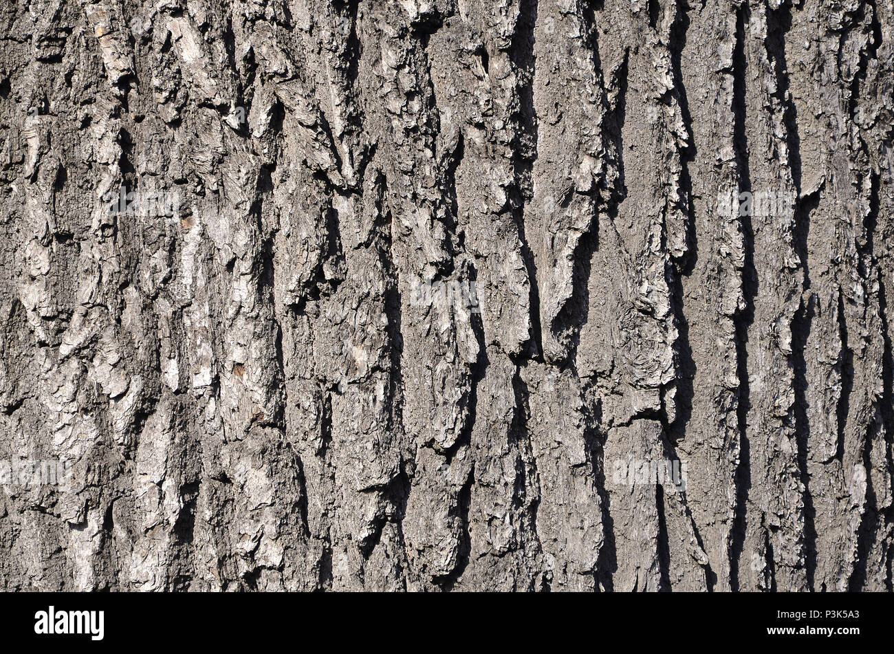 Close up of a wood brown bark texture in daytime outdoors Stock Photo ...