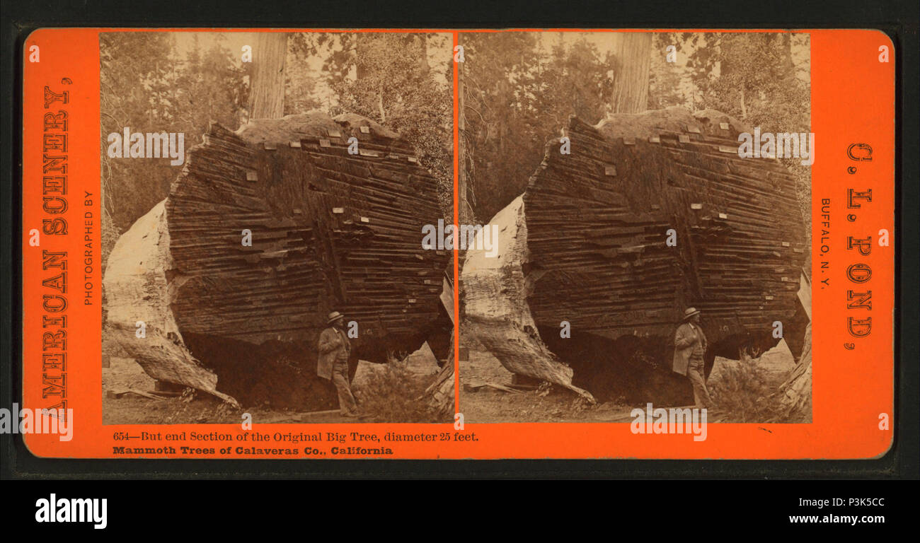 . But-end section of the Original Big Tree, diameter 25 feet, Mammoth ...