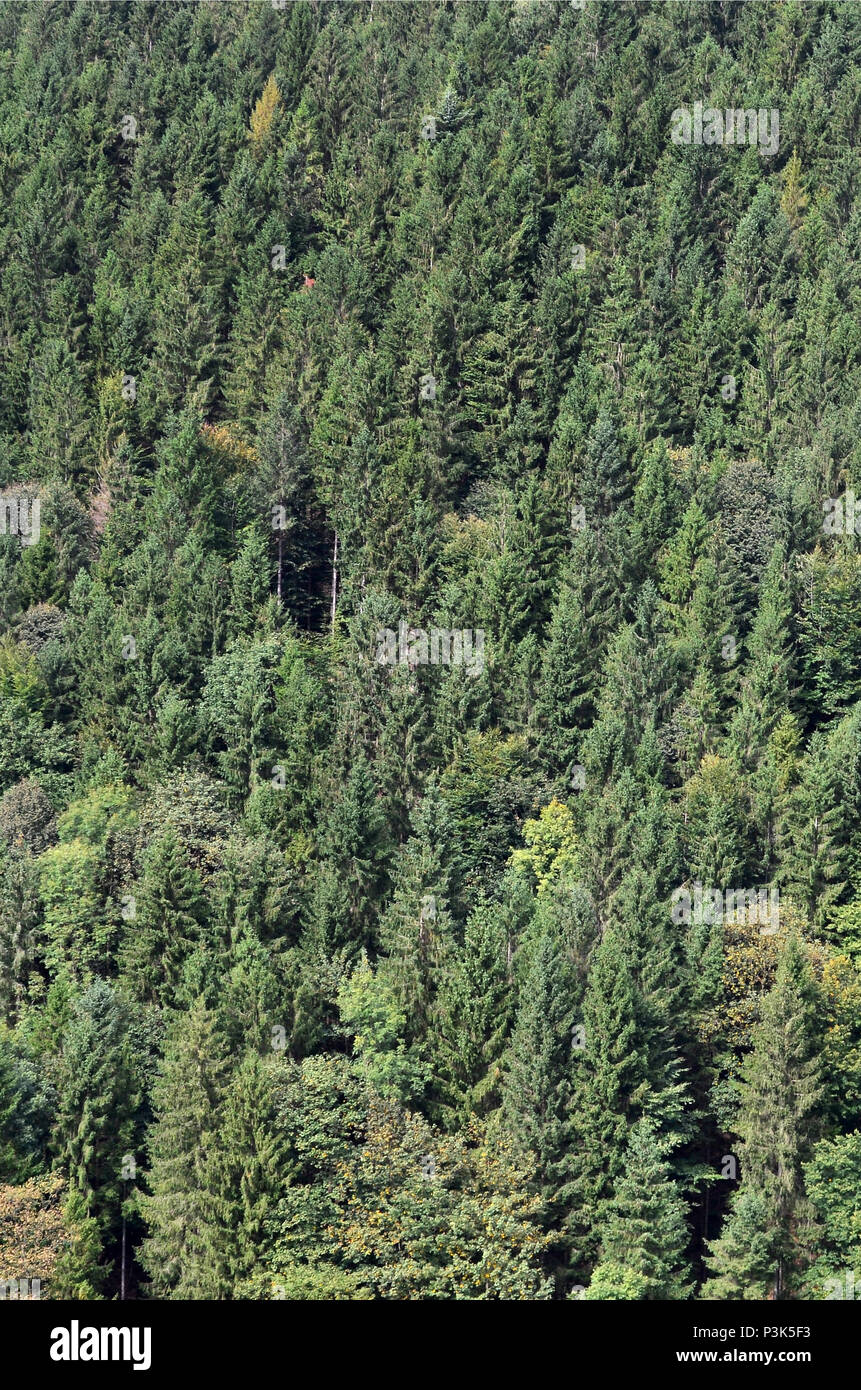 Texture of a mountain forest with many green trees. View from high ...