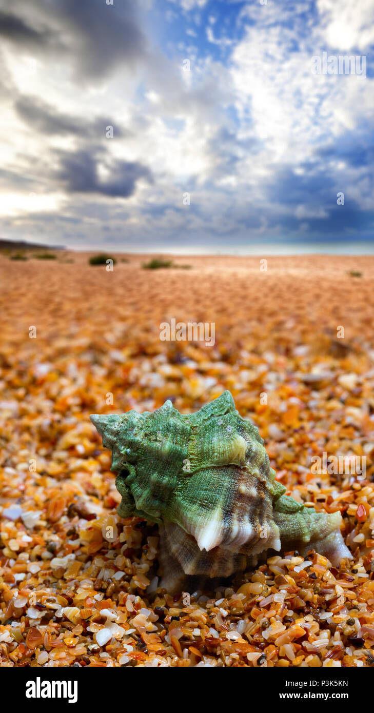 Shell on sand beach, sea and blue sky with clouds at background in sun ...