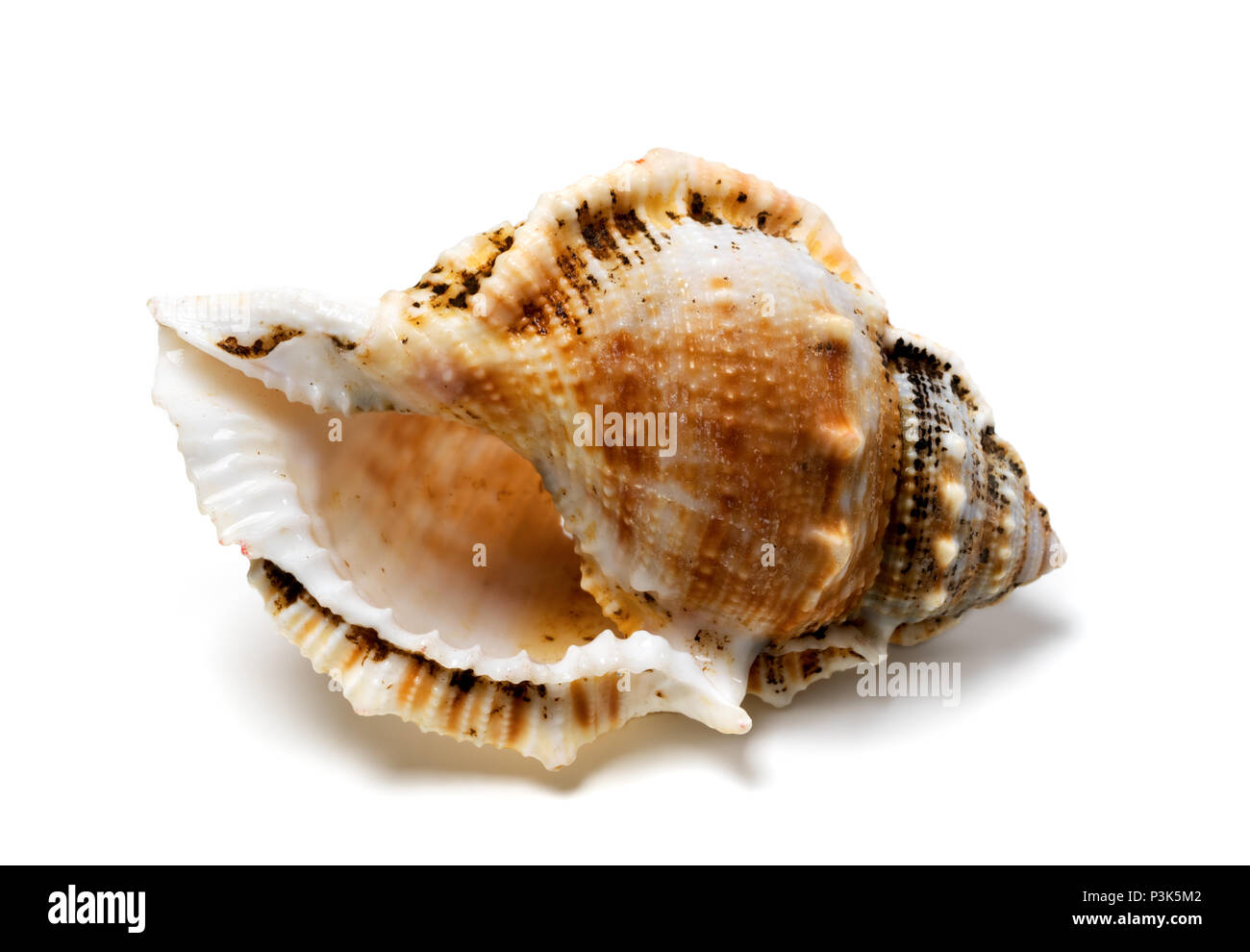 Shell of Tutufa bubo ( frog snail ) isolated on white background. Close ...
