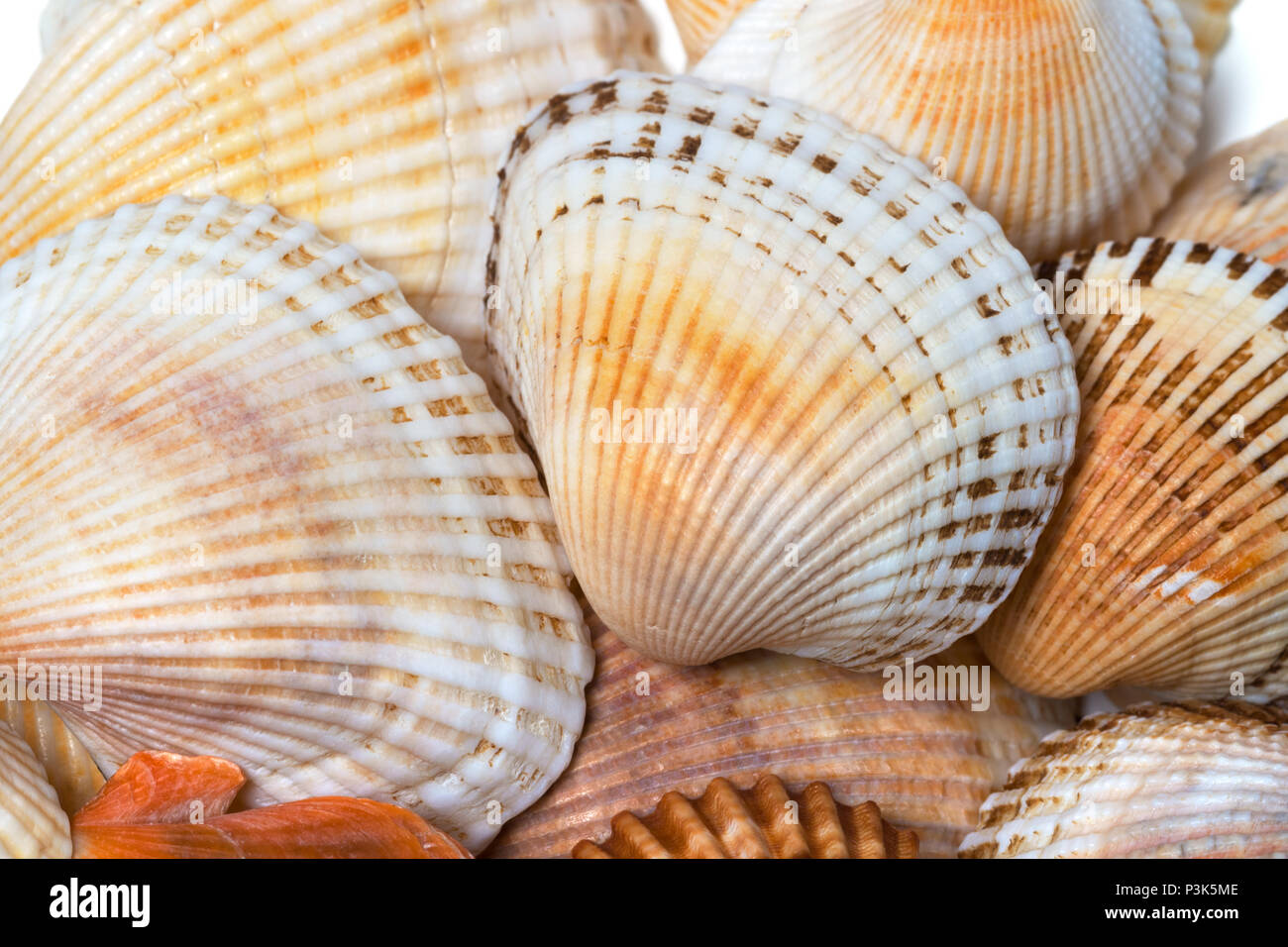 Seashell shell shells shellfish diving hi-res stock photography and ...
